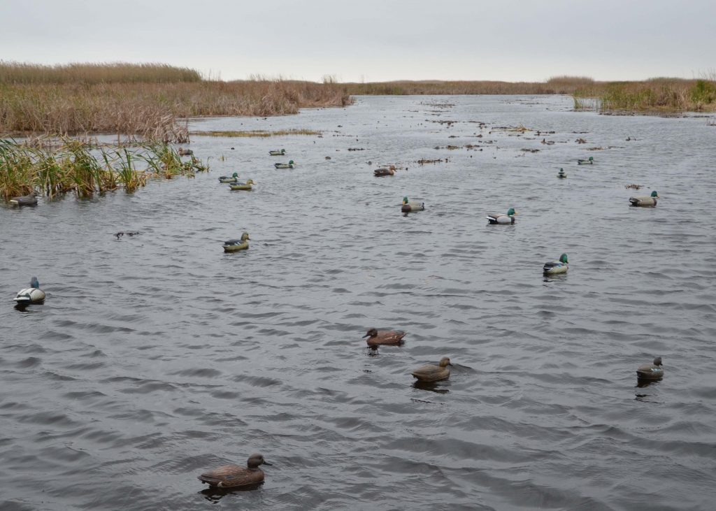 December Delta Ducks | Great Days Outdoors