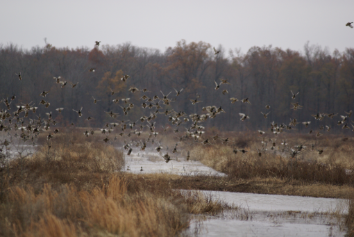 Waterfowl Hunting – A Hidden Gem in Alabama
