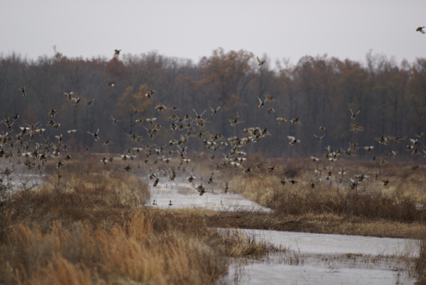 Waterfowl Hunting – A Hidden Gem in Alabama | Great Days Outdoors