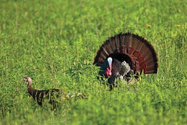 Hunting a Silent Spring Gobbler | Great Days Outdoors