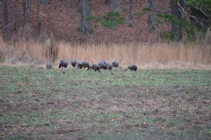 Tips for Turkey Food Plots | Great Days Outdoors