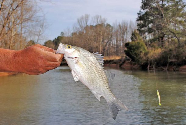 Tips and Tricks for White Bass Fishing | Great Days Outdoors
