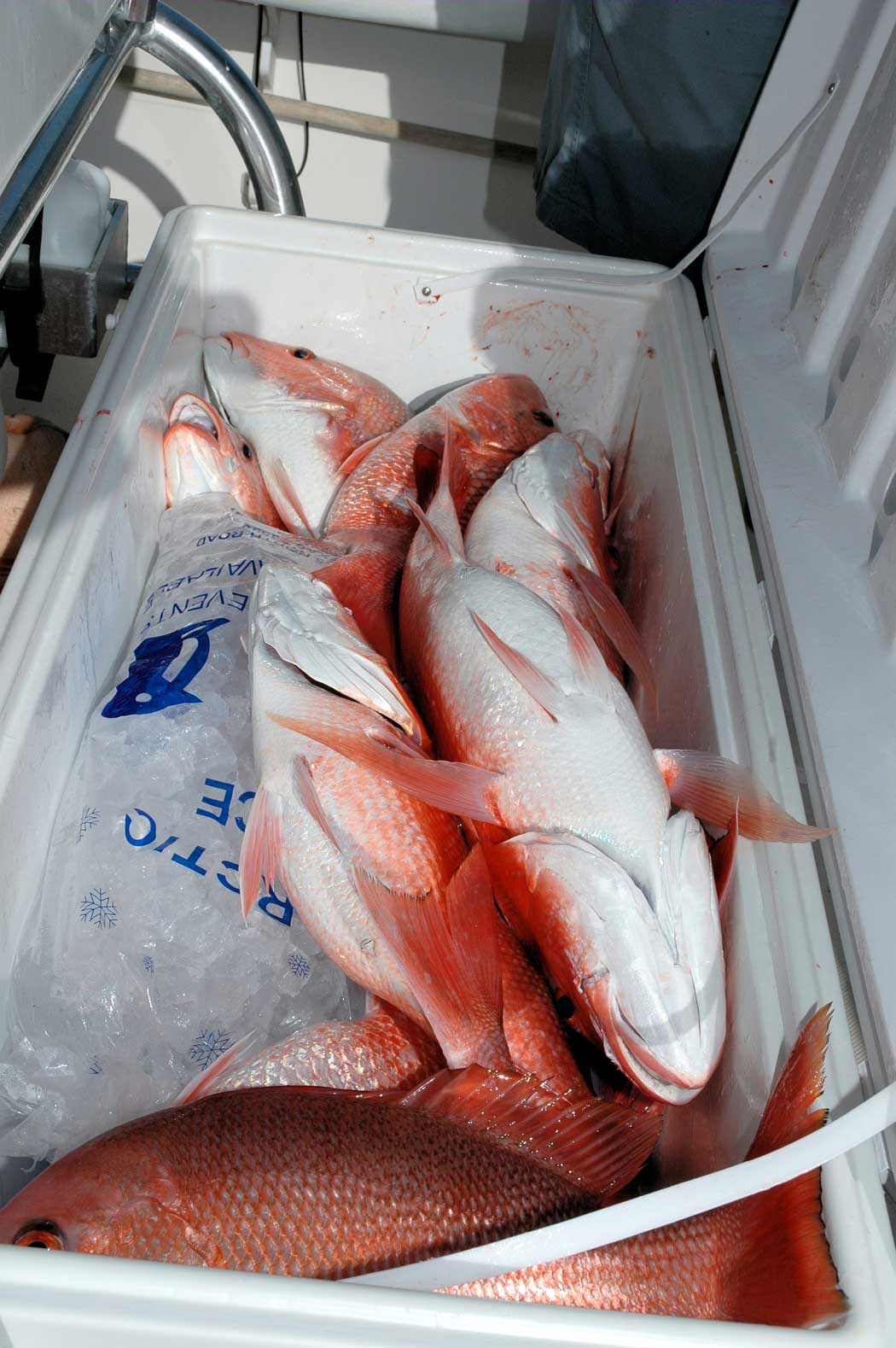 Snapper Season Extended, But is it What it Seems?