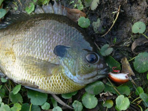 The Best Bream Lures and Equipment For Success