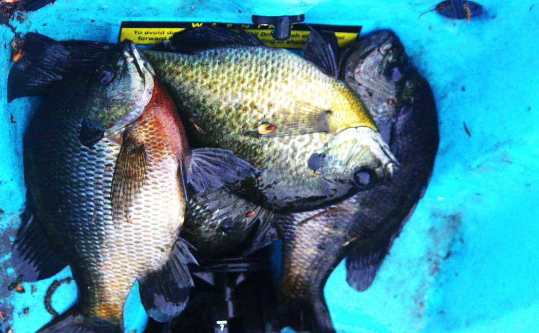 Fly Fishing For Bream Using A Long Rod | Great Days Outdoors