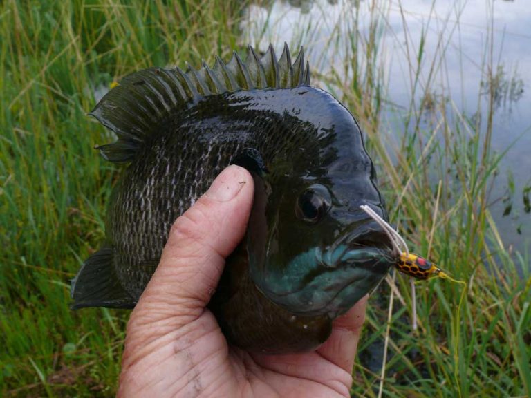 Best Spots for Bama Bream Fishing | Great Days Outdoors