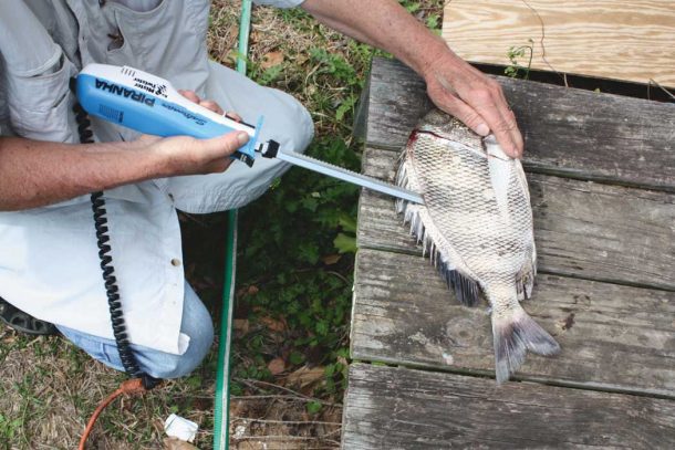 The Best Method for Freezing Seafood | Great Days Outdoors