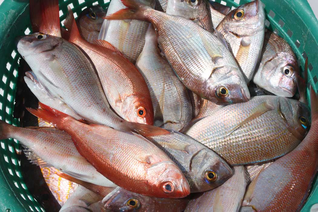 The Best Method for Freezing Seafood | Great Days Outdoors