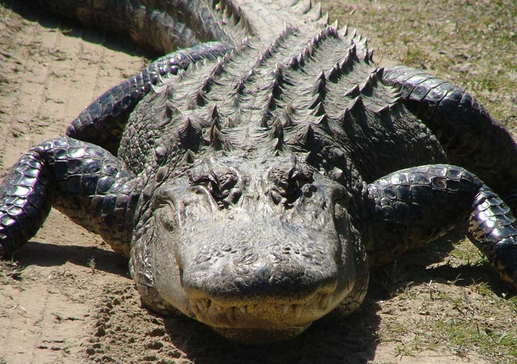 Alabama Alligator Hunting This Summer