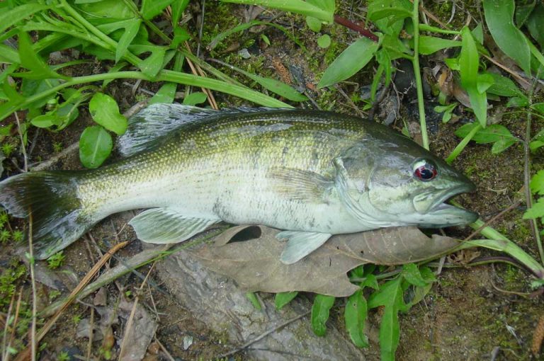 Searching for Alabama’s Creek Jewels: Redeye Bass | Great Days Outdoors