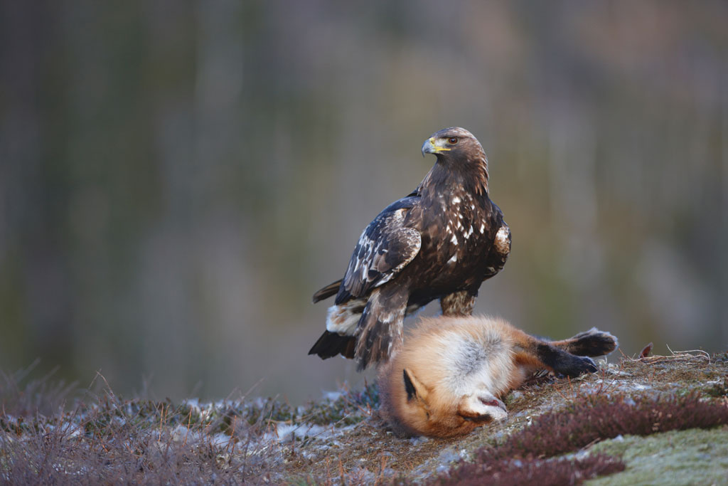 Alabama’s Golden Eagle