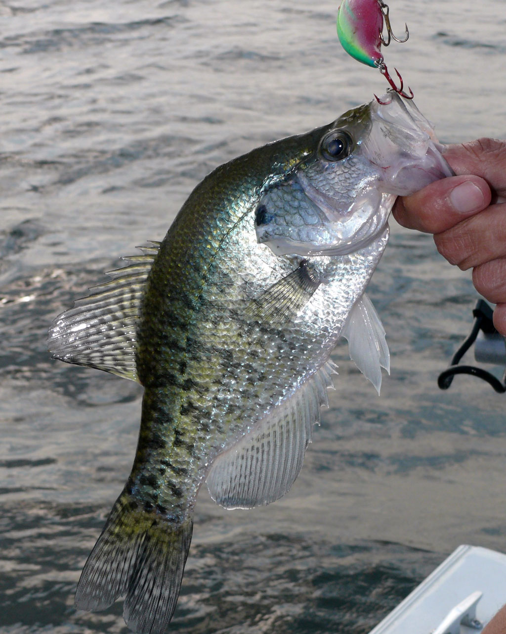 Trolling for Crappie in Open Water | Great Days Outdoors