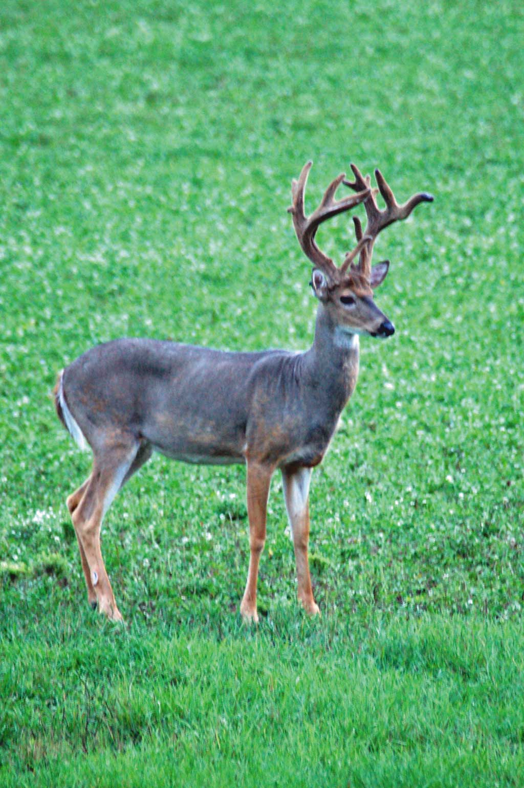 Big Racks and Altered Antlers | Great Days Outdoors