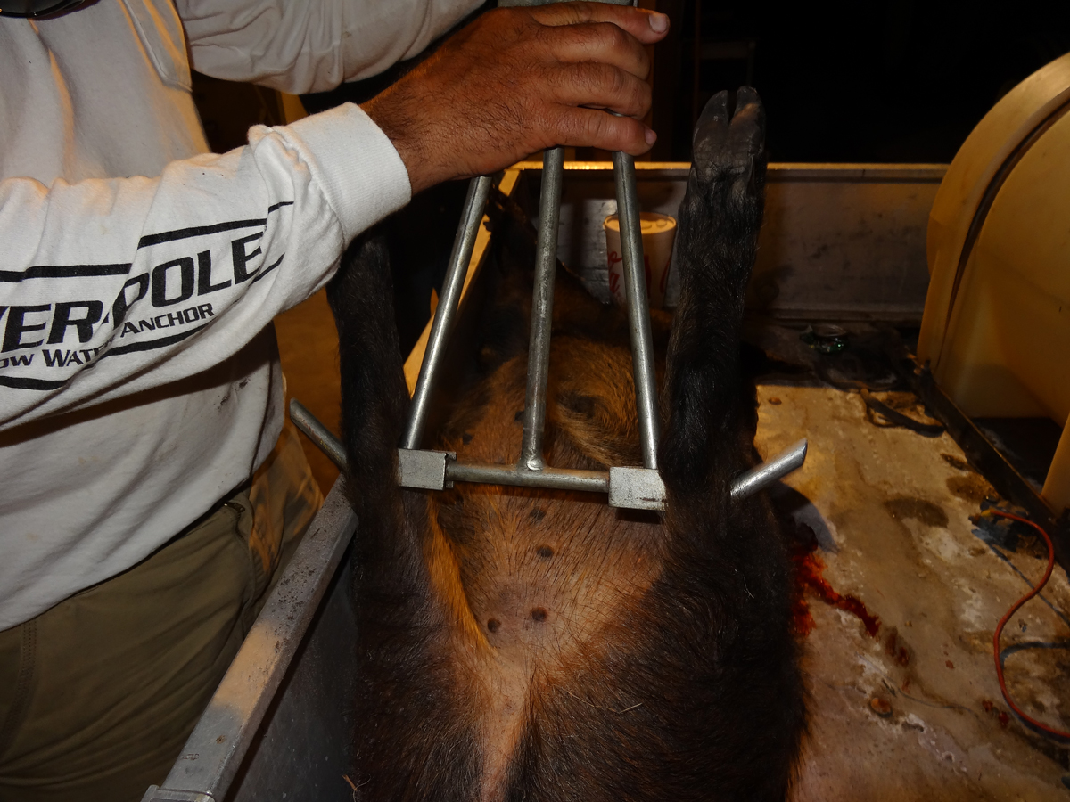 How-To: Hog Skinning & Backstrap Butchery | Great Days Outdoors