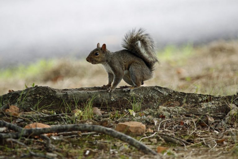‘Squirrel Hunting’ For Deer | Great Days Outdoors