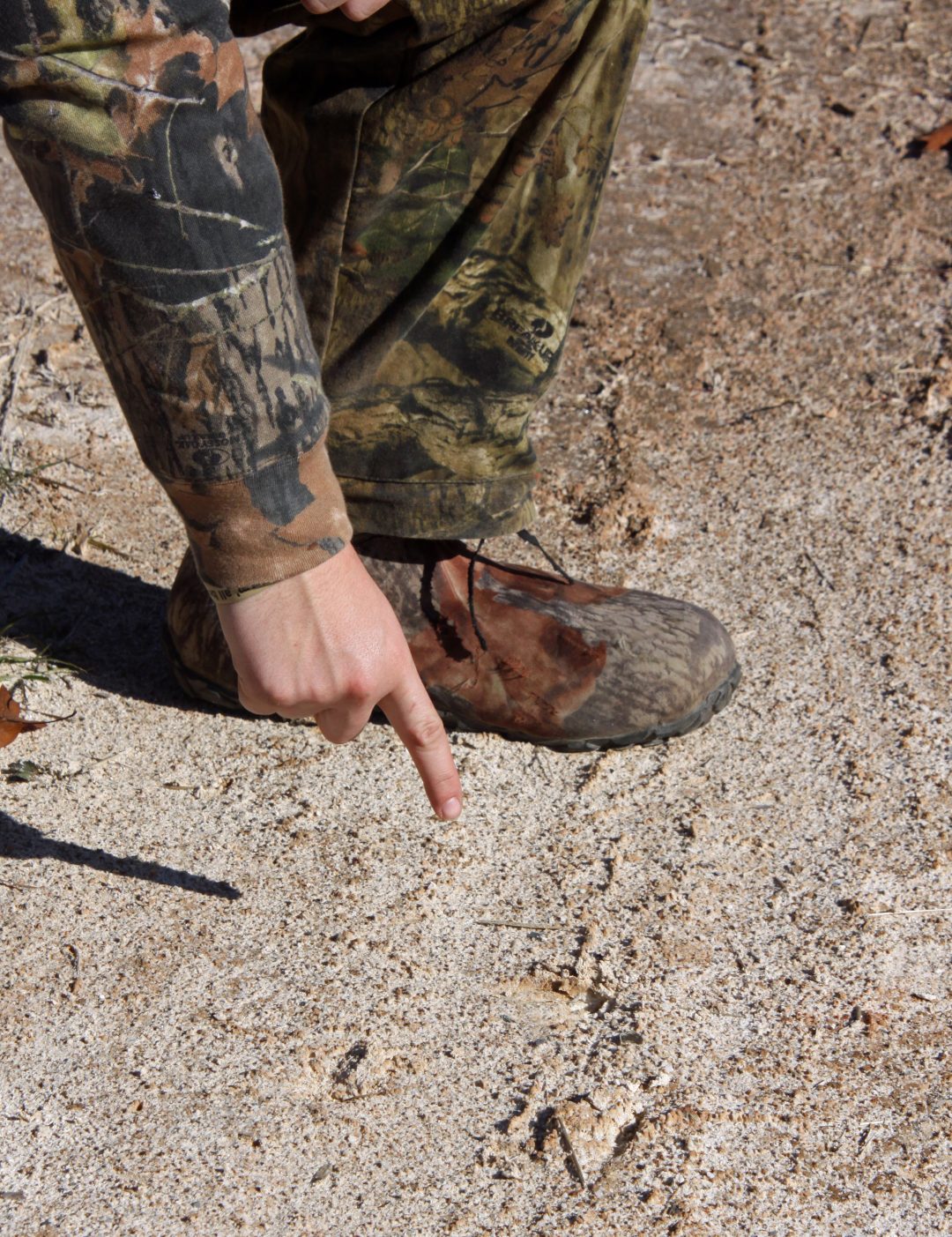 Tips On Tracking A Shot Deer