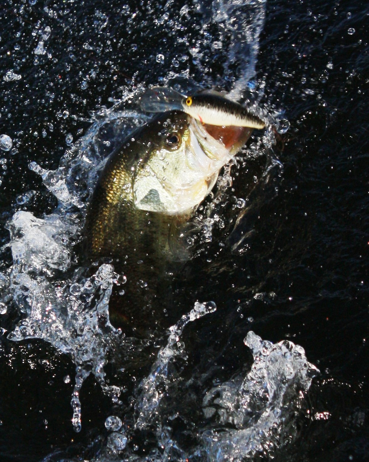Fall Fishing for Bass on Big Lakes | Great Days Outdoors