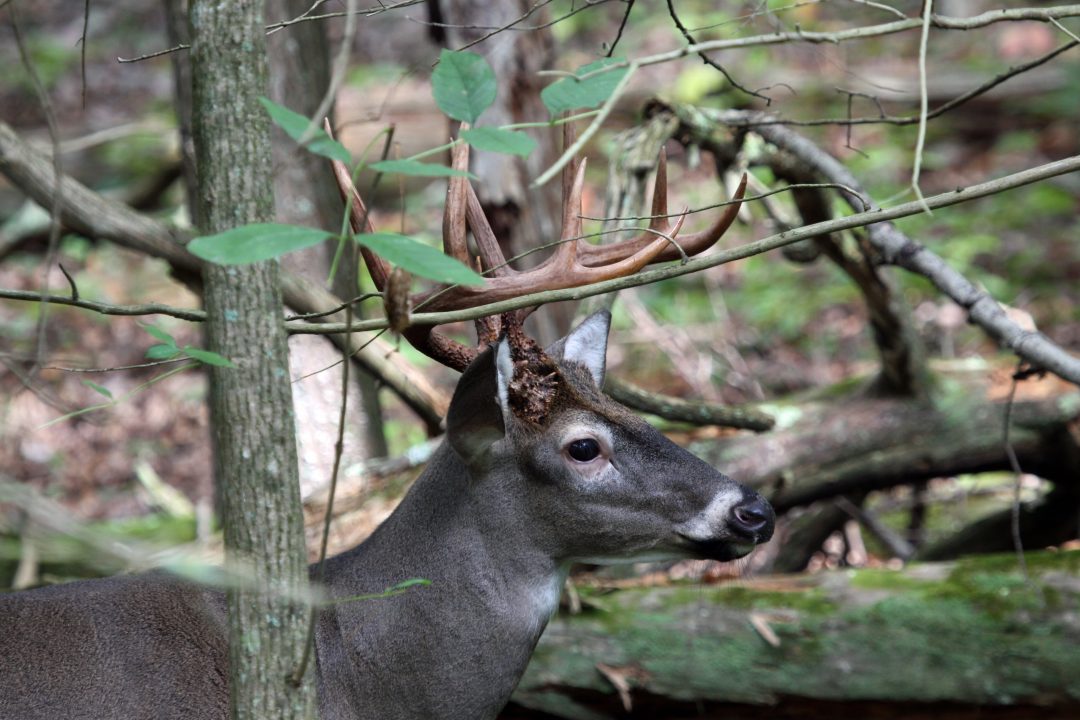 Tips and Methods for Hunting Clear-Cut Land | Great Days Outdoors