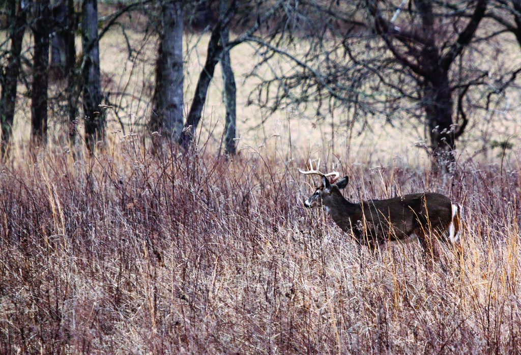 Hunting the Rut in the South | Great Days Outdoors