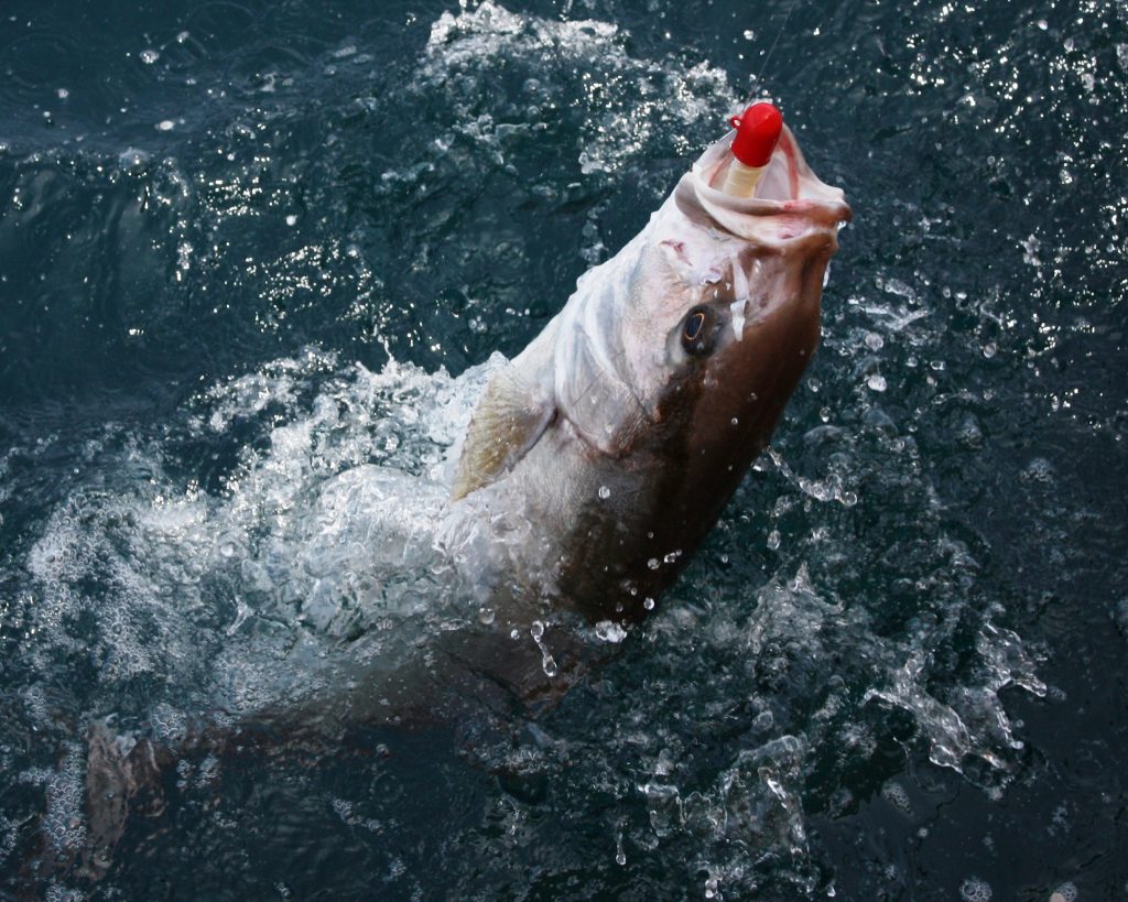 Amberjack Fish — Lots of Work But Even More Fun | Great Days Outdoors