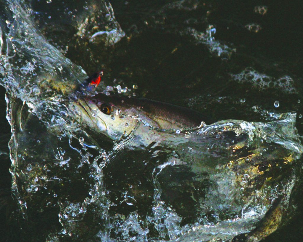 Mobile Bay Fishing Spots: Western Shore | Great Days Outdoors