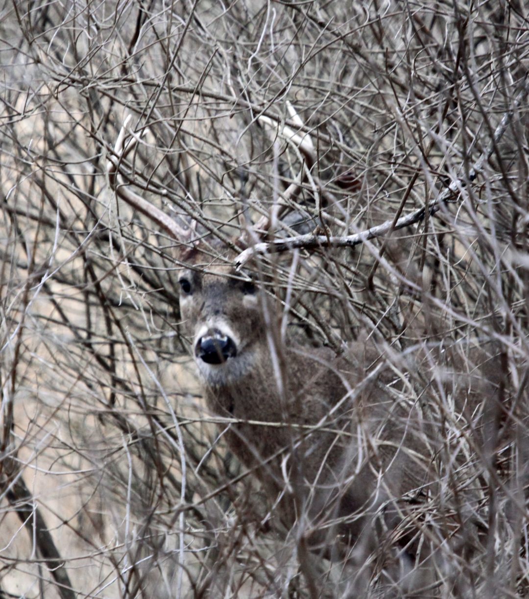 Discover Hidden Bucks and How to Take Them | Great Days Outdoors