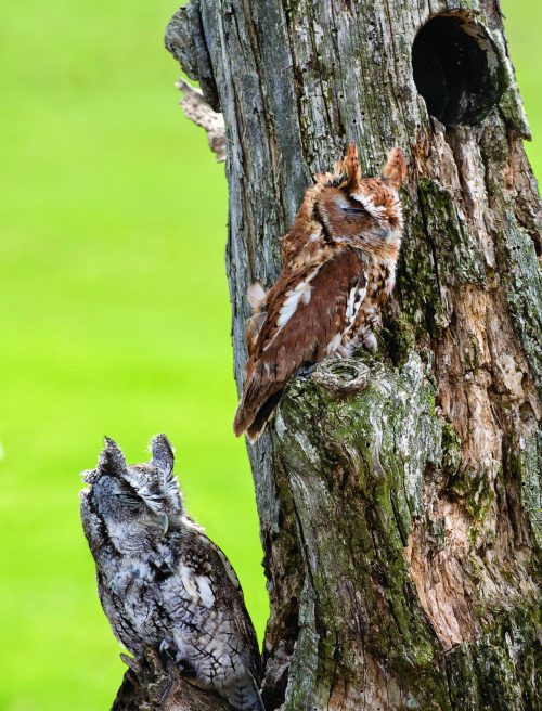Alabama's Eastern Screech Owl | Great Days Outdoors