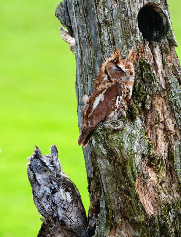 Alabama's Eastern Screech Owl Great Days Outdoors