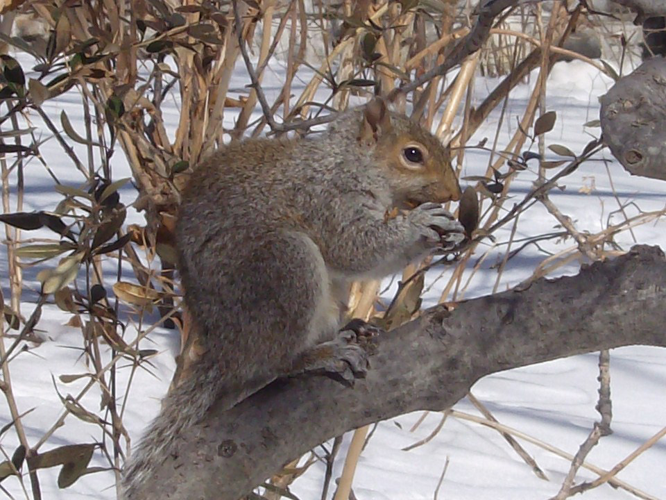 Late Winter Squirrel Hunting Tips | Great Days Outdoors