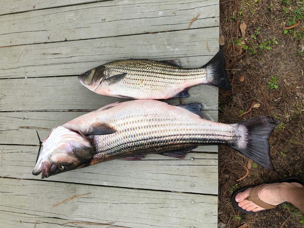 Hey Siri! iPhone Helps Angler Make Rare Catch | Great Days Outdoors