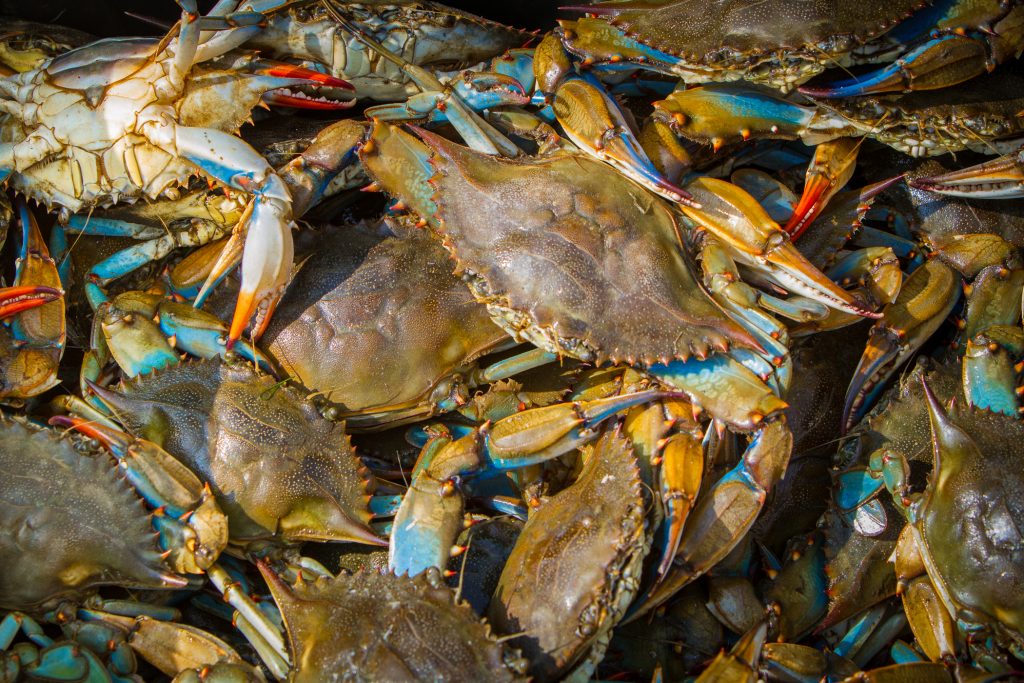 Blue Crabs — A Delicious Resource | Great Days Outdoors