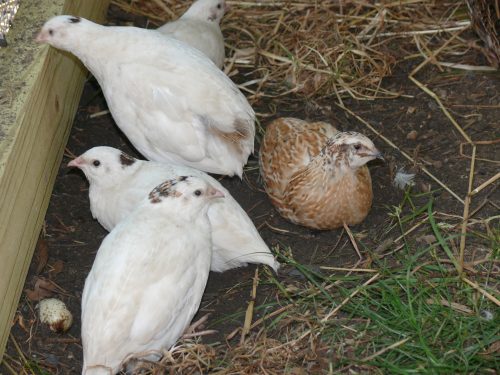 Raising Coturnix Quail At Home