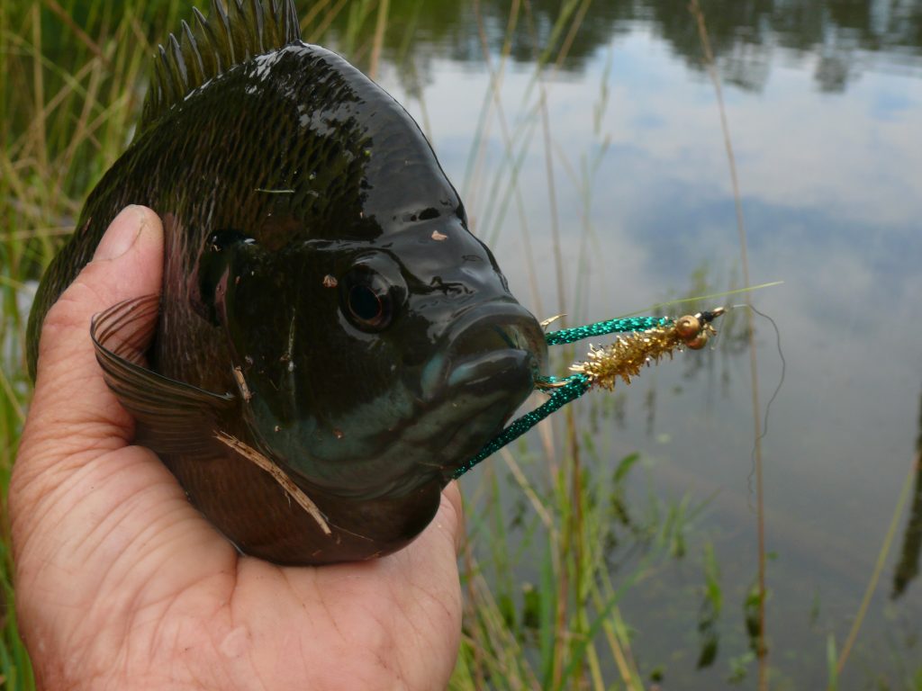 Bream Fishing & How to Catch Them | Great Days Outdoors