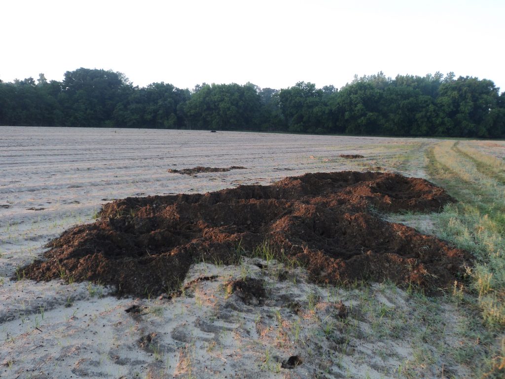 Wild Hog Hunting: How to Hunt Hogs at Night | Great Days Outdoors