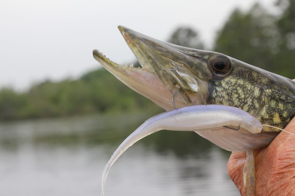 Chain Pickerel Fishing in the Deep South | Great Days Outdoors