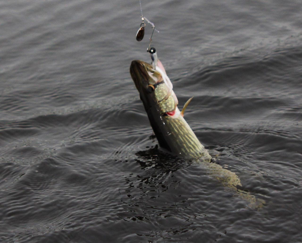 Chain Pickerel Fishing in the Deep South | Great Days Outdoors