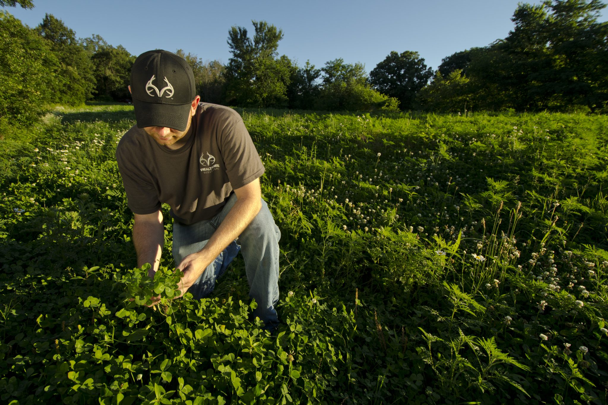 Planting The Best Wild Turkey Food Plots For Spring and Fall