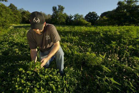 Planting The Best Wild Turkey Food Plots For Spring and Fall | Great ...