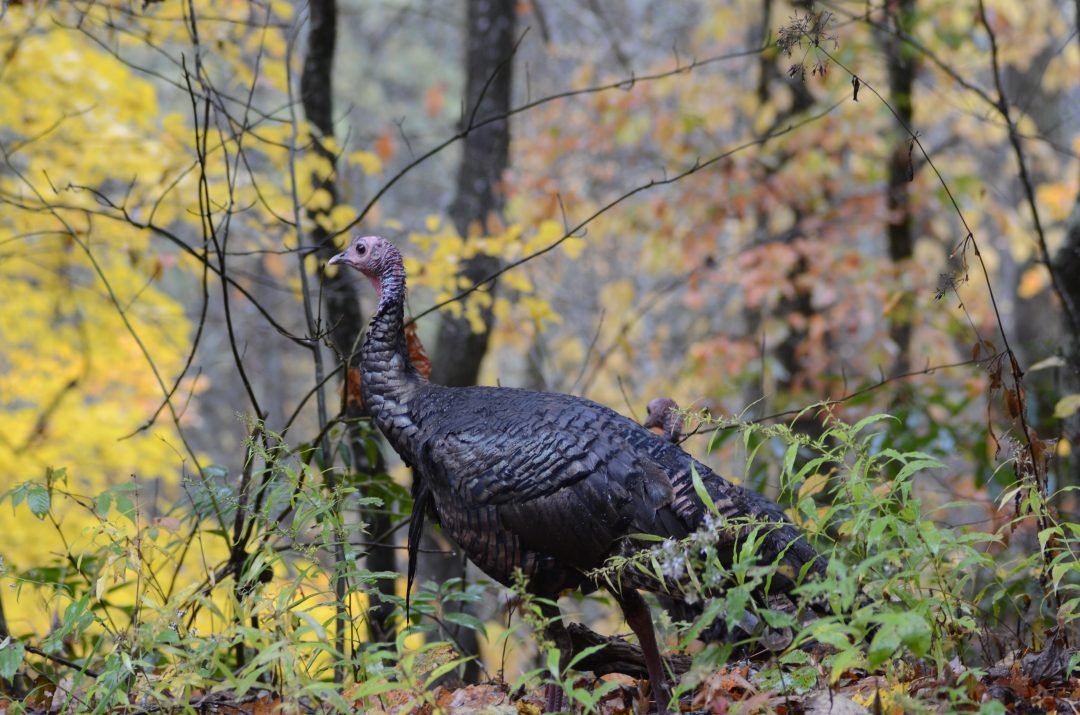 Planting The Best Wild Turkey Food Plots For Spring and Fall