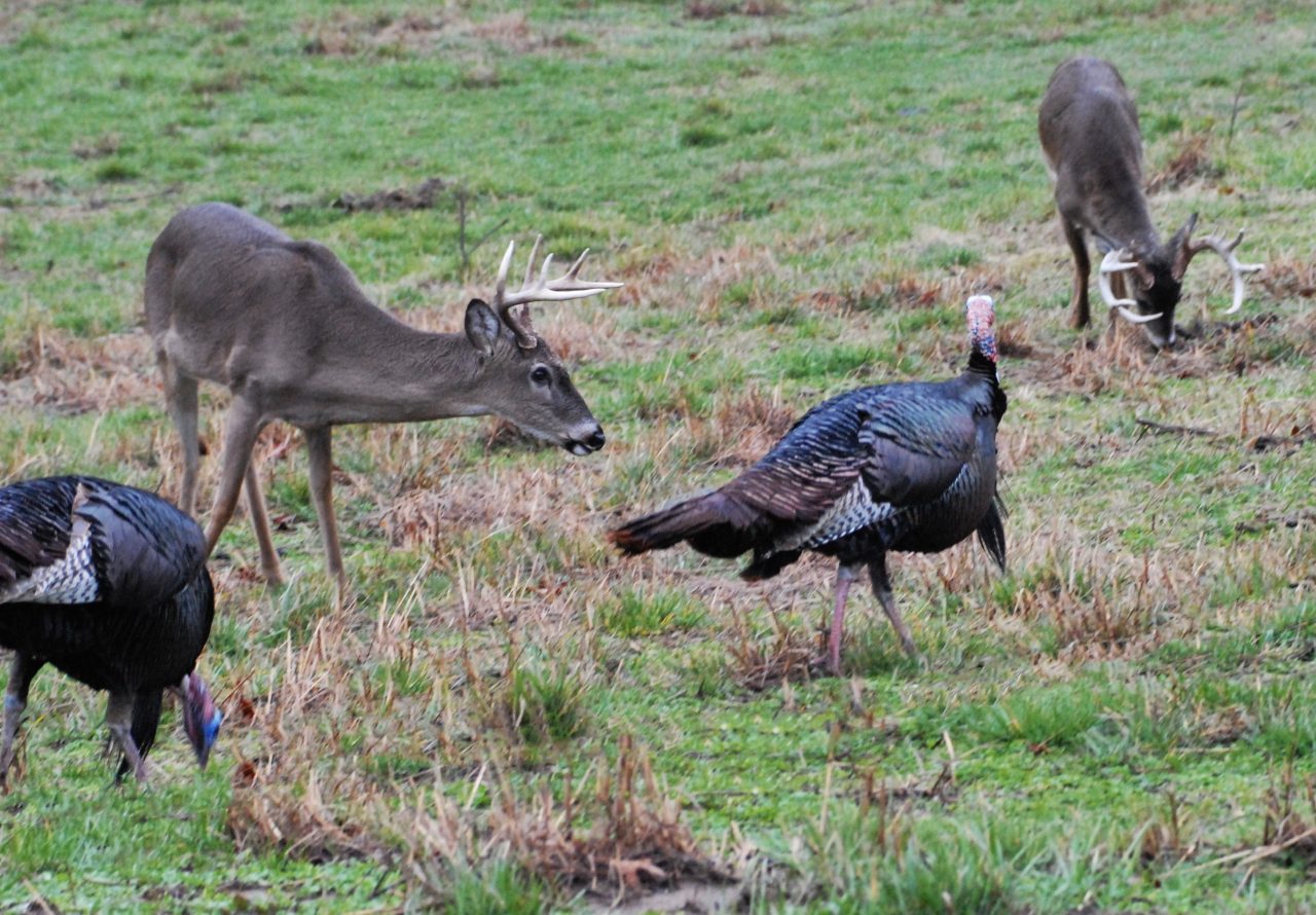Planting The Best Wild Turkey Food Plots For Spring and Fall