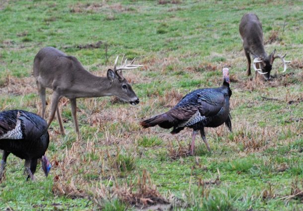 Planting The Best Wild Turkey Food Plots For Spring and Fall