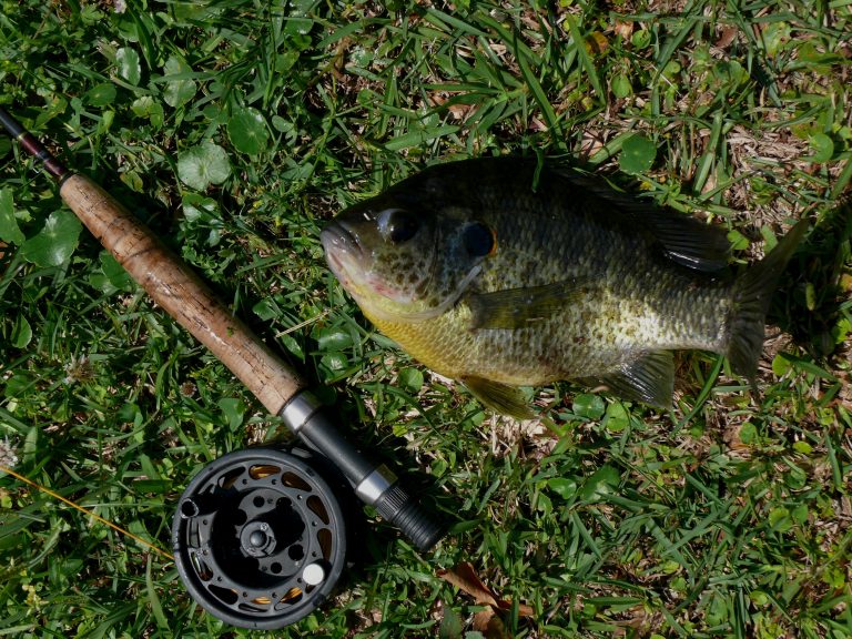 The Best Bream Lures and Equipment For Success | Great Days Outdoors