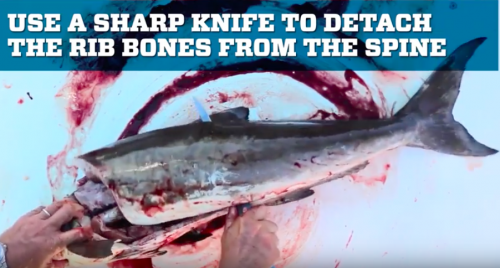 How To Fillet A Cobia And Waste Nothing | Great Days Outdoors