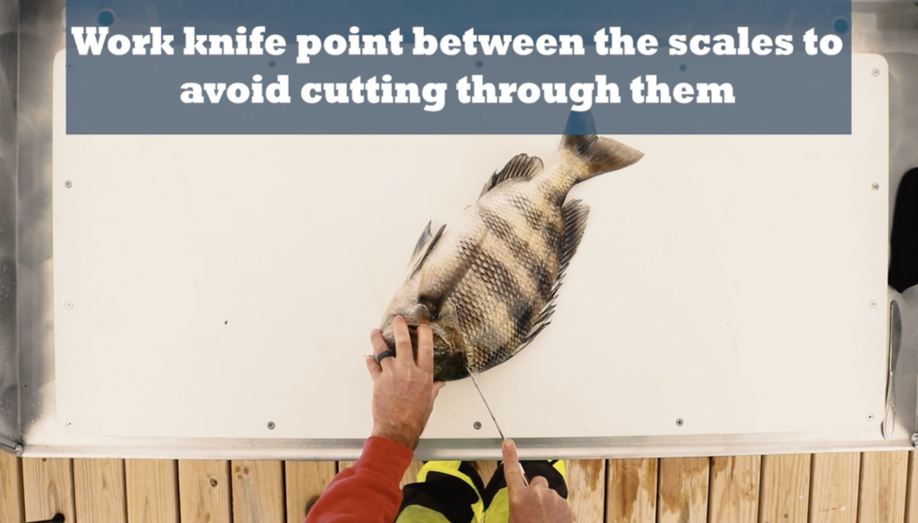 How To Fillet A Sheepshead Boneless, Skinless and Easy | Great Days ...