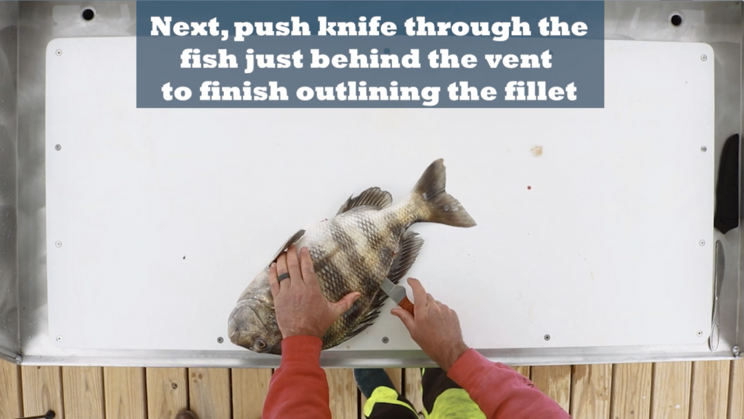 How To Fillet A Sheepshead Boneless, Skinless and Easy | Great Days ...