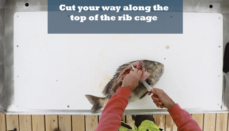 How To Fillet A Sheepshead Boneless, Skinless and Easy | Great Days ...