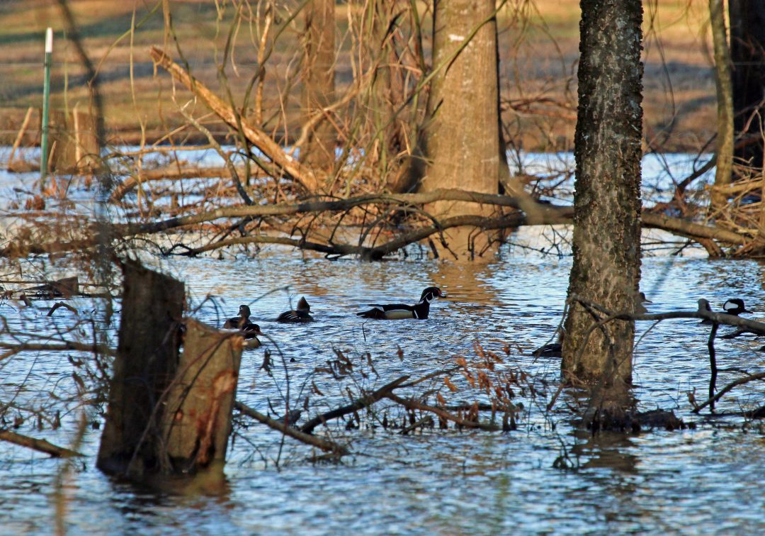 Wetland Creation - Creating Duck Hunting Habitat