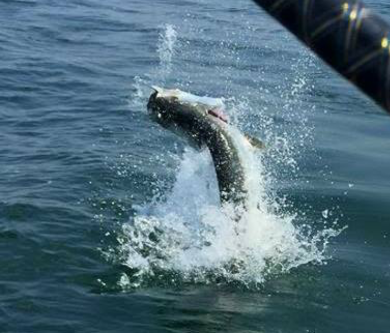 How to Catch Tarpon - Alabama Tarpon