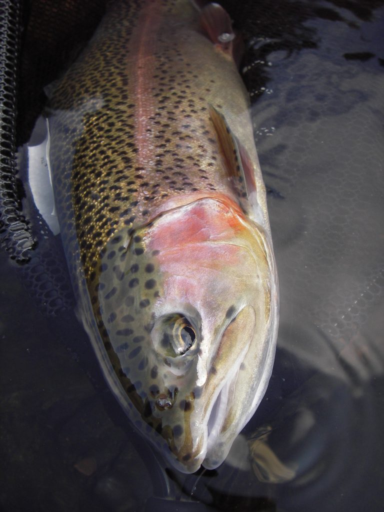 River and Stream Fishing in Alabama - Beating the Heat | Great Days ...