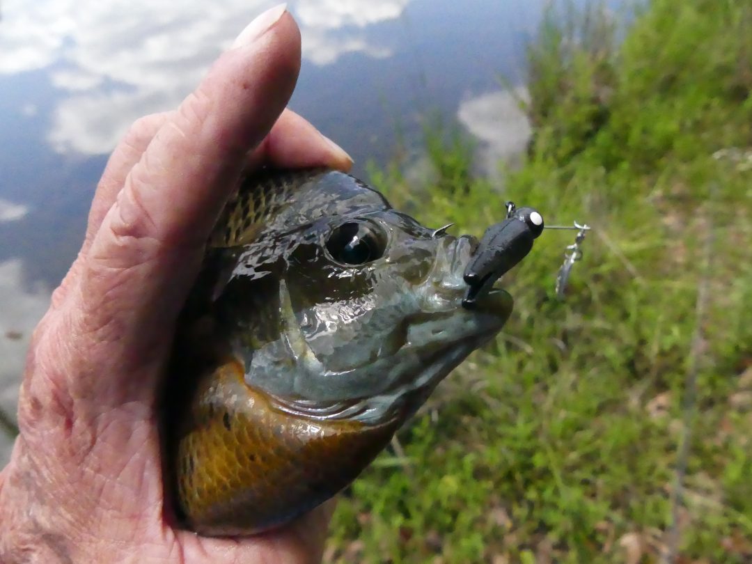 River and Stream Fishing in Alabama - Beating the Heat | Great Days ...
